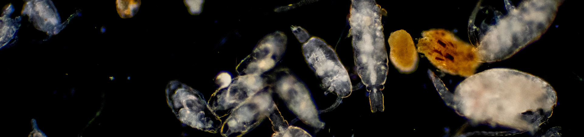 Le plancton, pilier de l’océan et indispensable à la vie | Tilt