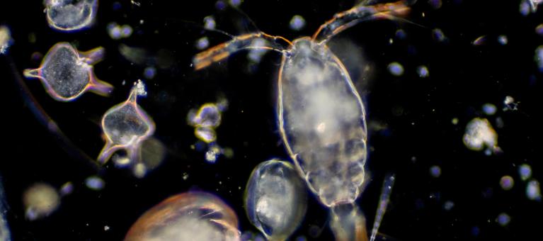 Le plancton, c’est quoi ? Définition | Tilt